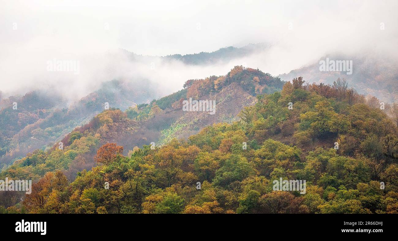Korean forest hi-res stock photography and images - Alamy