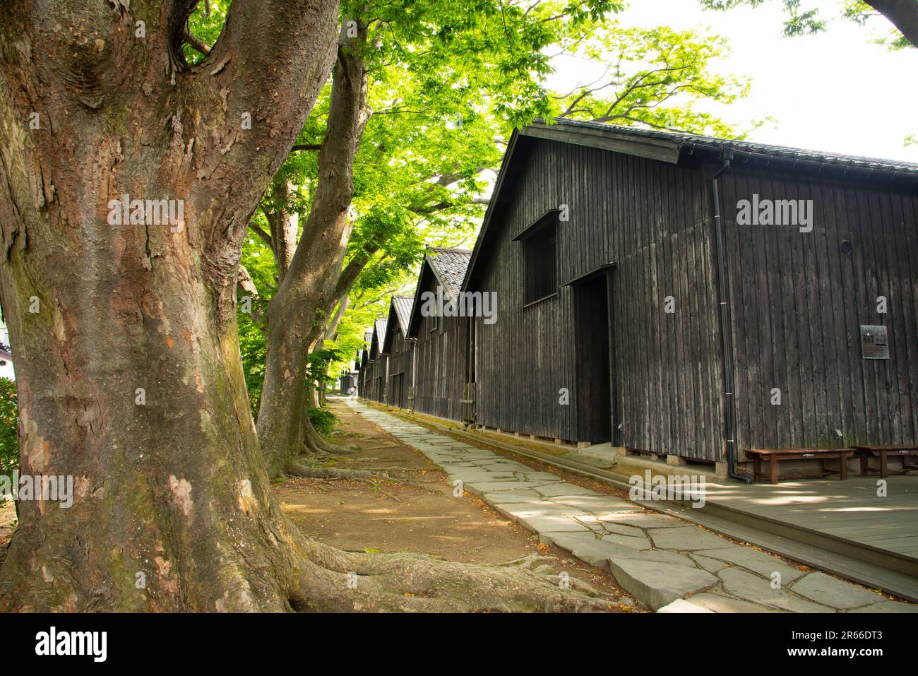 Storehouse tree hi-res stock photography and images - Alamy