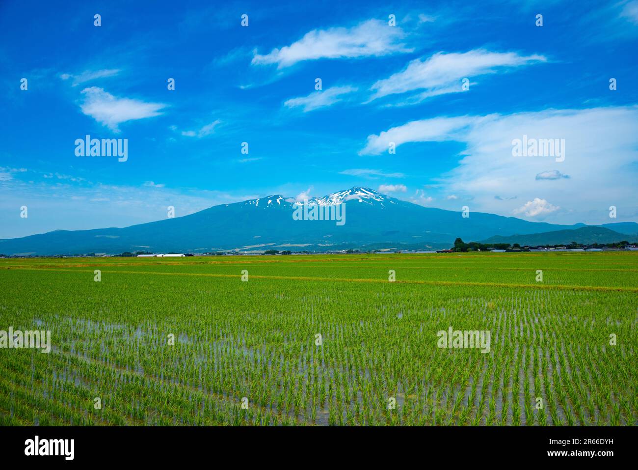 Chokaisan and rice paddies in the Shonai Plain Stock Photo - Alamy