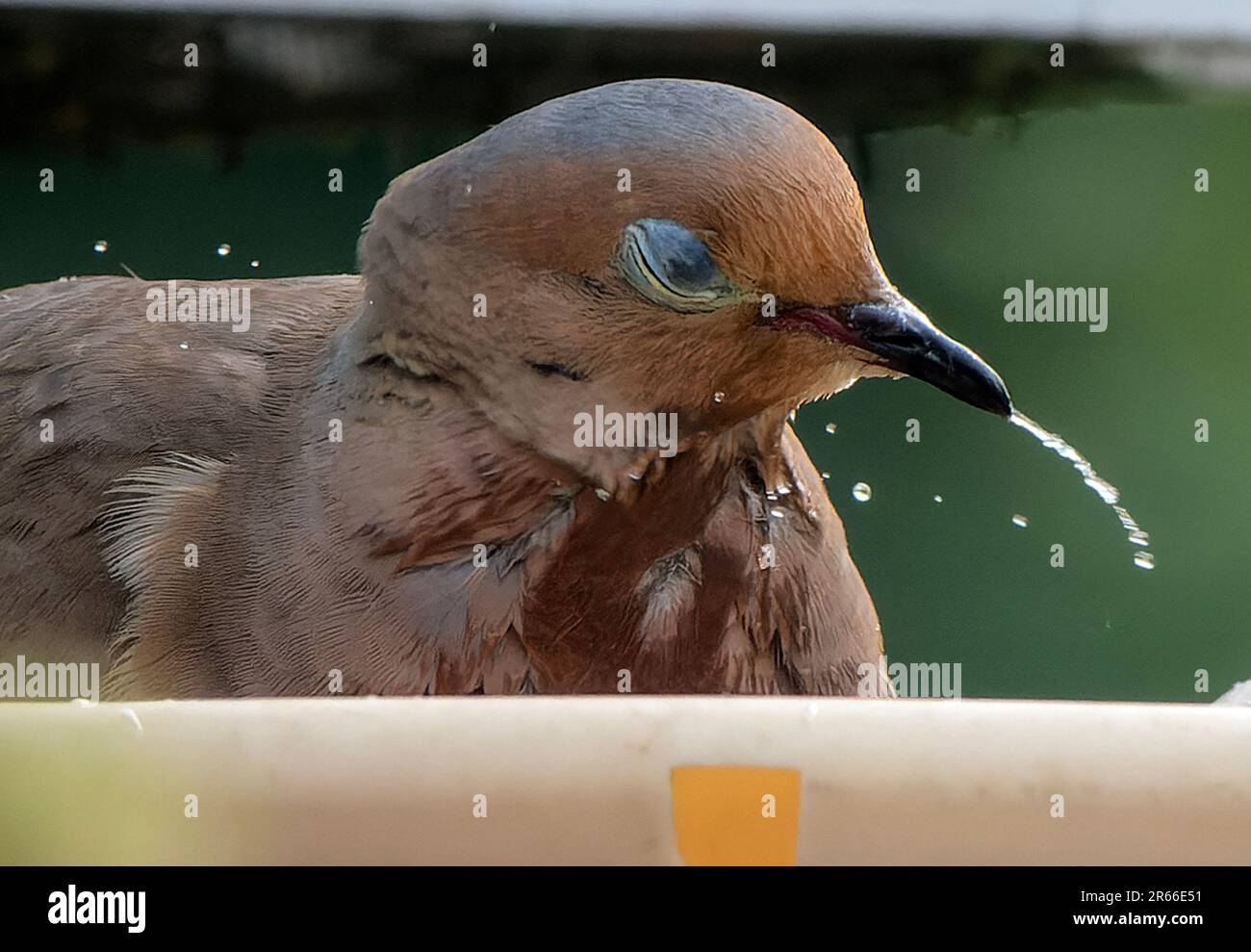 Mourning Dove takes a bath Stock Photo - Alamy