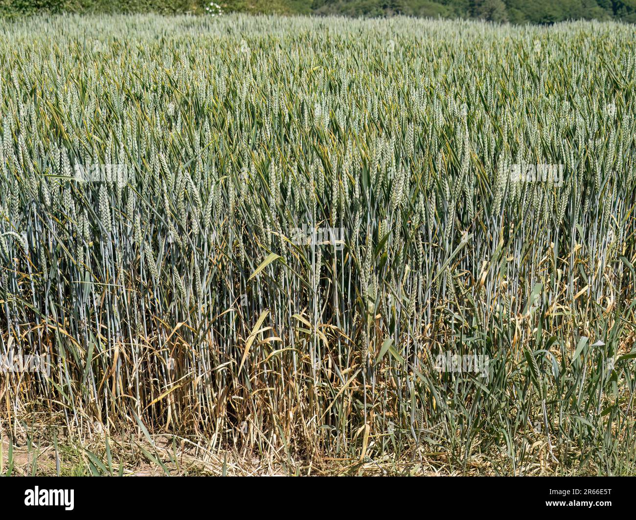 Field of wheat, corn growing in field. UK Stock Photo - Alamy