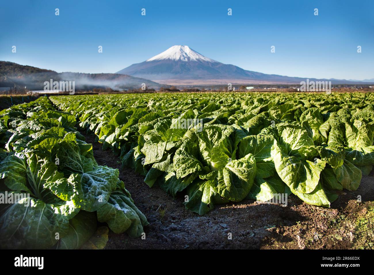 Chinese cabbage field and Mt. Fuji Stock Photo - Alamy