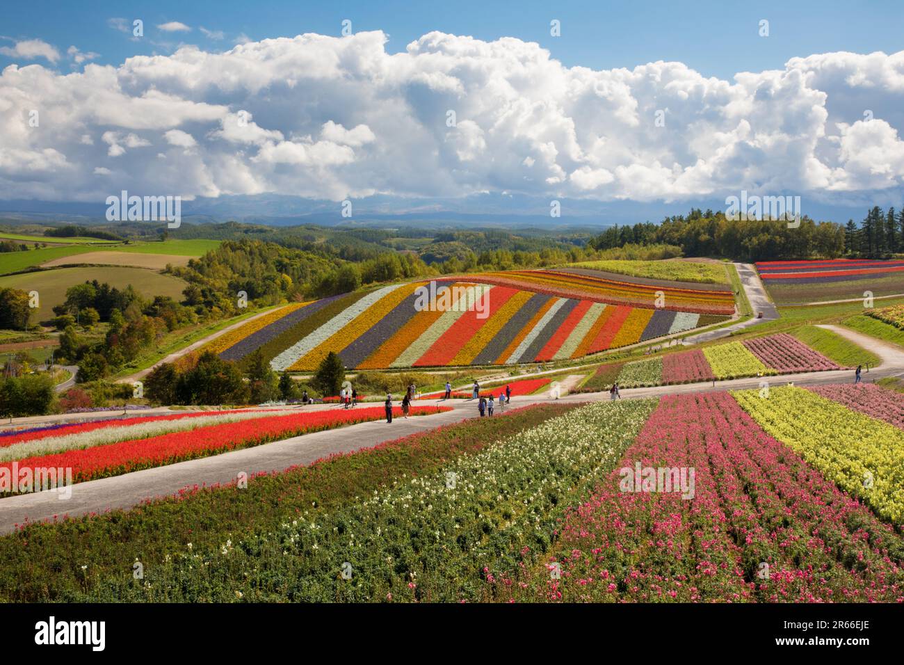 Shikisai no Oka (Biei-cho, Kamikawa-gun, Hokkaido Stock Photo - Alamy