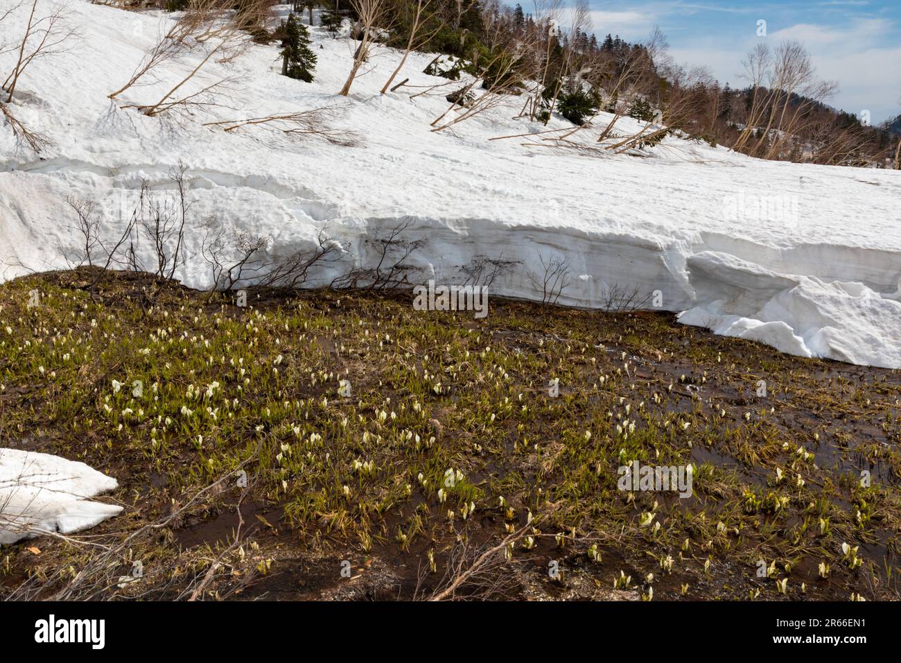 Mizubasho (Asian skunk-cabbage) at Tsugaike Nature Park Stock Photo - Alamy