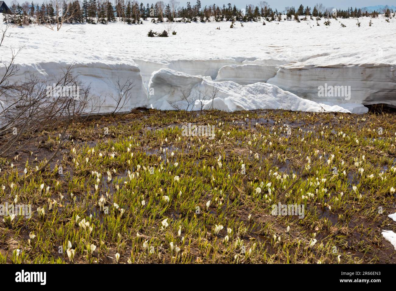 Mizubasho (Asian skunk-cabbage) at Tsugaike Nature Park Stock Photo - Alamy