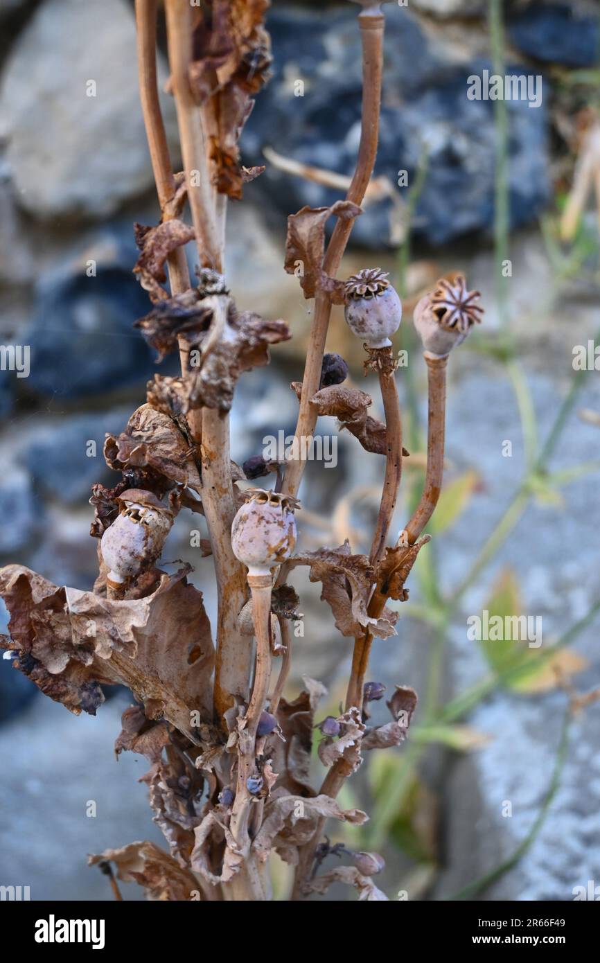 Poppy seedheads hi-res stock photography and images - Alamy
