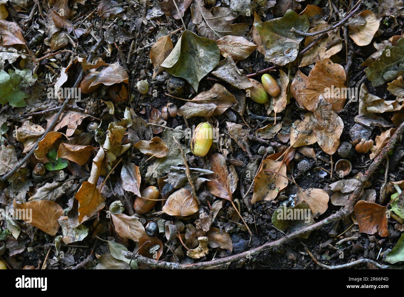 Fallen acorns hi-res stock photography and images - Alamy