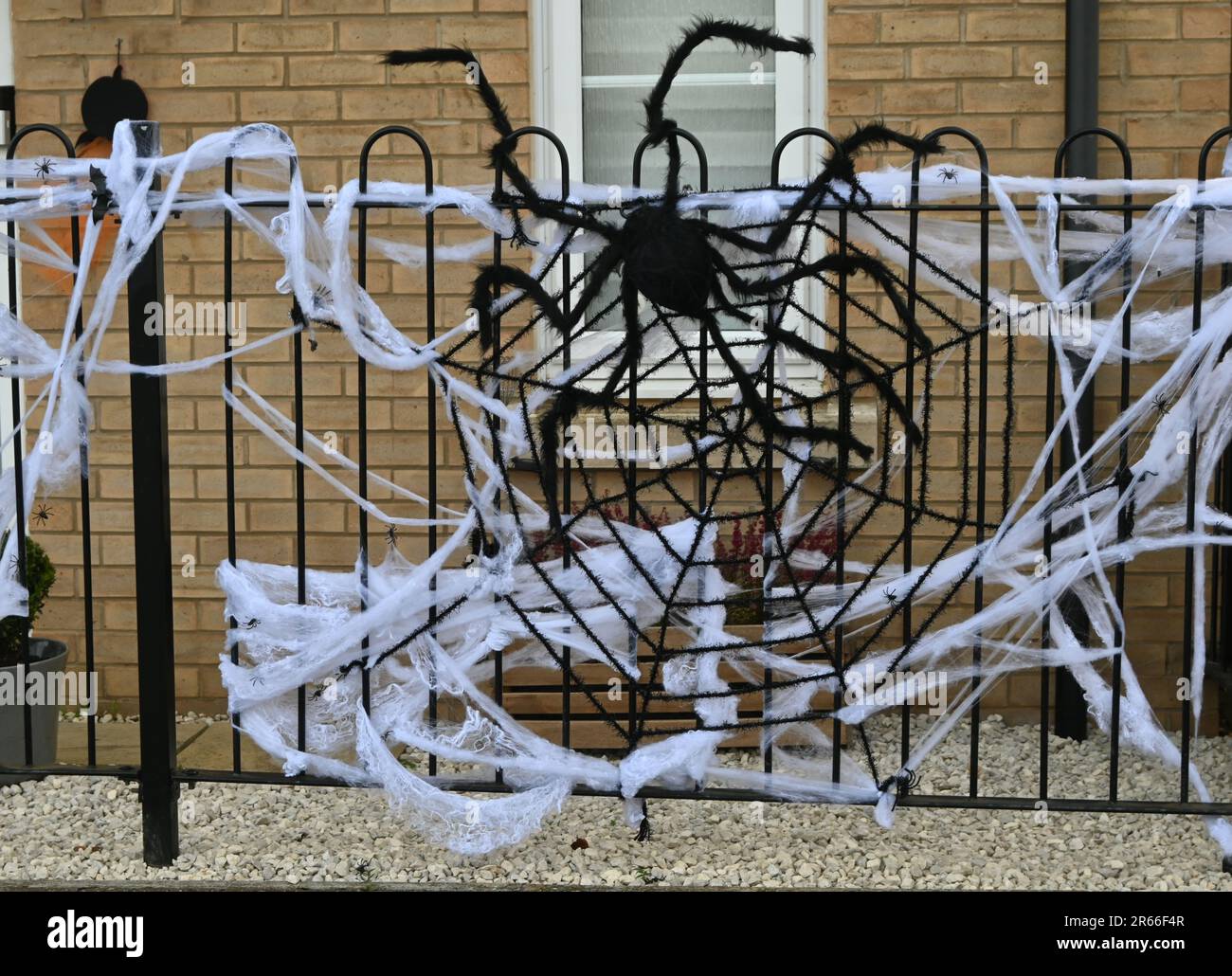 halloween cobweb and spider Stock Photo - Alamy