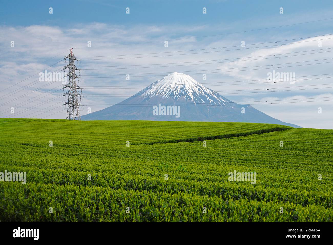 Mount Fuji and a tea plantation Stock Photo - Alamy