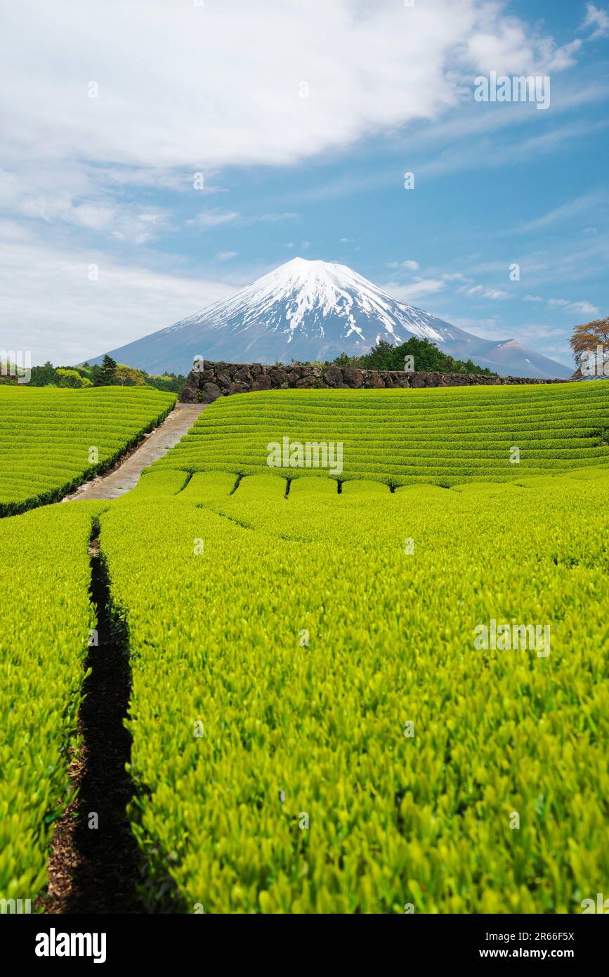 Mount Fuji and a tea plantation Stock Photo - Alamy