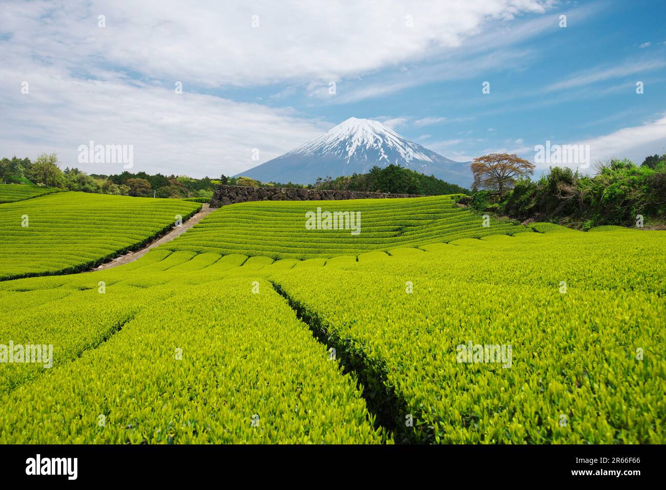 Mount Fuji and a tea plantation Stock Photo - Alamy