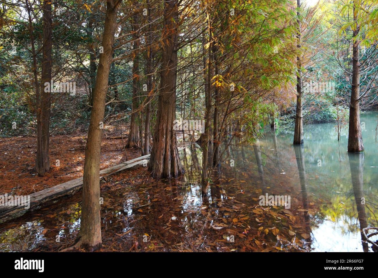 Sasaguri Nine University Forest Stock Photo - Alamy