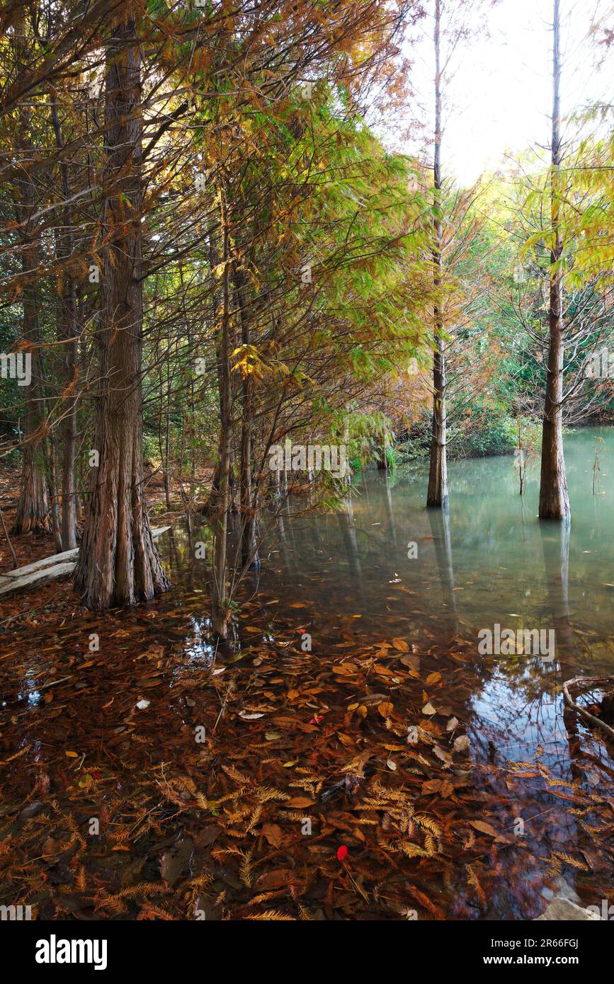 Sasaguri Nine University Forest Stock Photo - Alamy