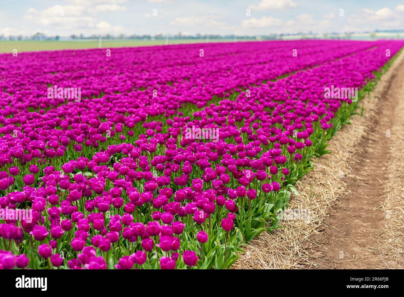 Scenic view of rows of bright colorful blooming tulips flower field in ...