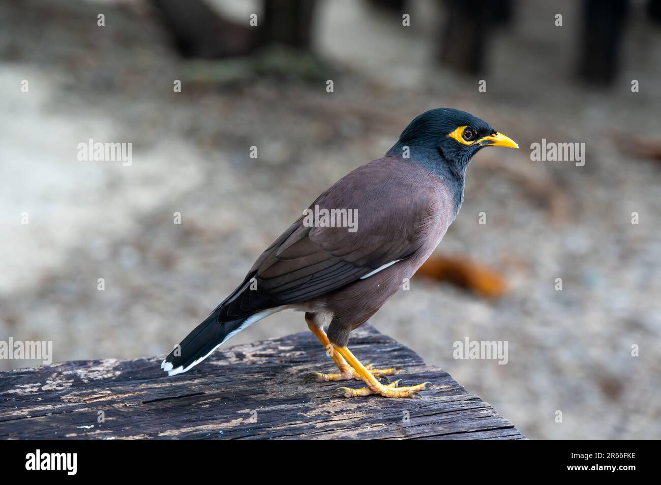 Common Myna bird, latin name Acridotheres Tristis Tristis, is sitting ...