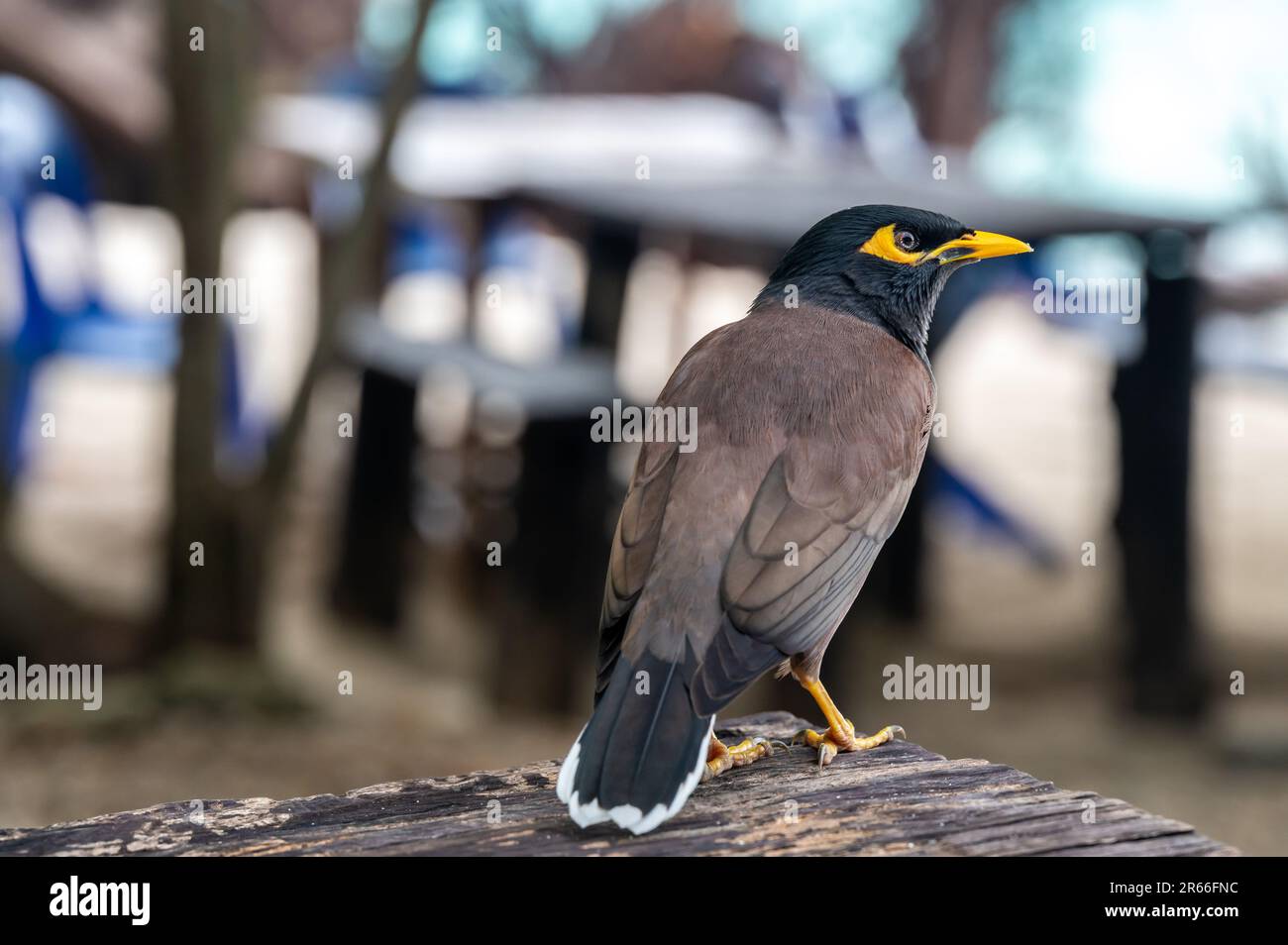 Common Myna bird, latin name Acridotheres Tristis Tristis, is sitting ...