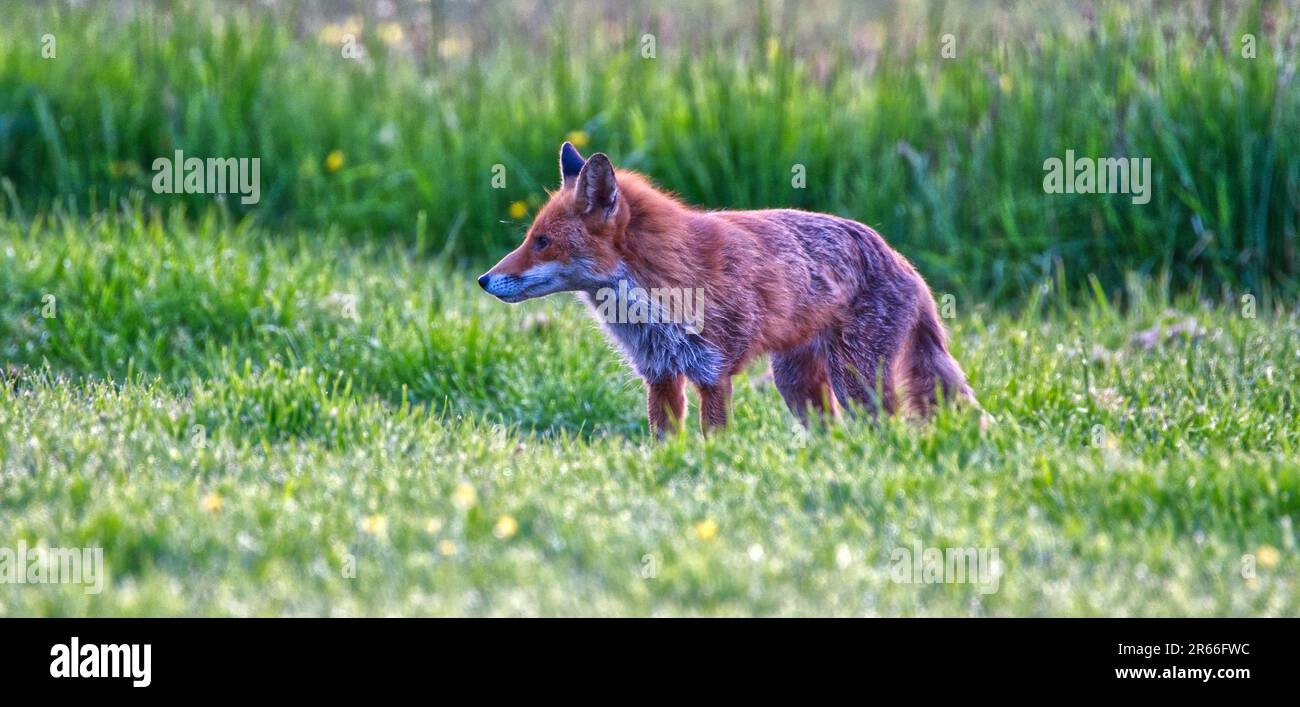 Red fox stance hi-res stock photography and images - Alamy
