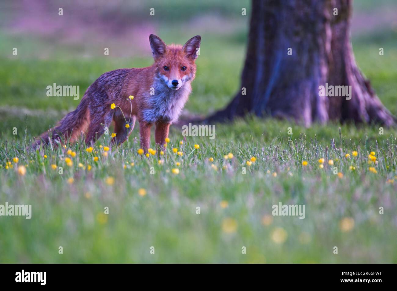 Red fox stance hi-res stock photography and images - Alamy