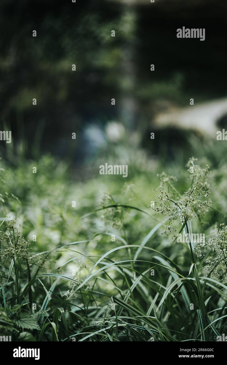 A fantastically beautiful grass in June Stock Photo - Alamy