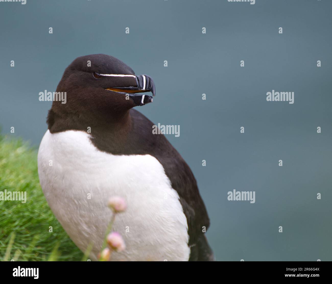 Razorbill couple on cliff edge hi-res stock photography and images - Alamy