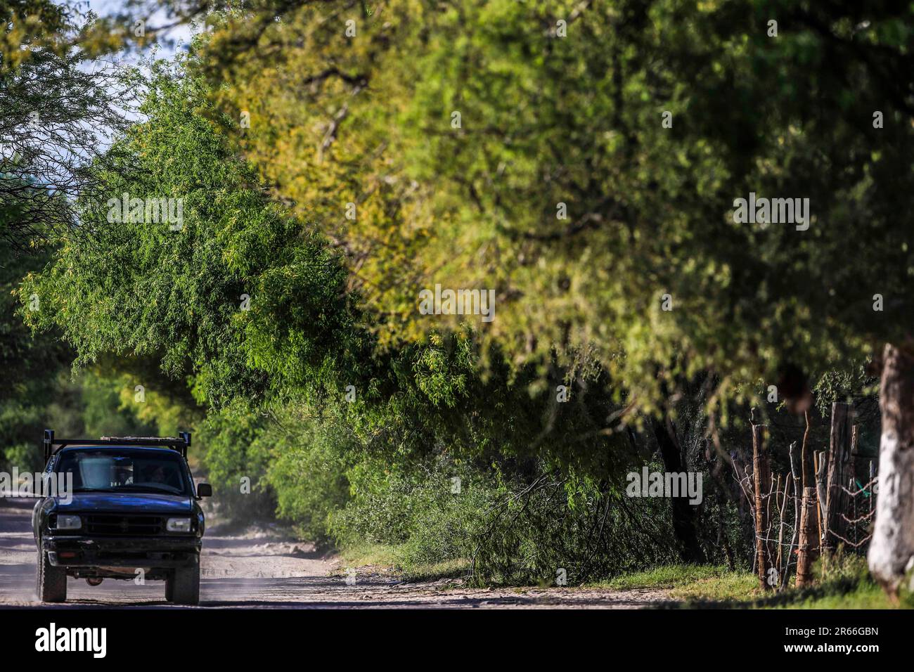 Camino en los arboles hi-res stock photography and images - Alamy