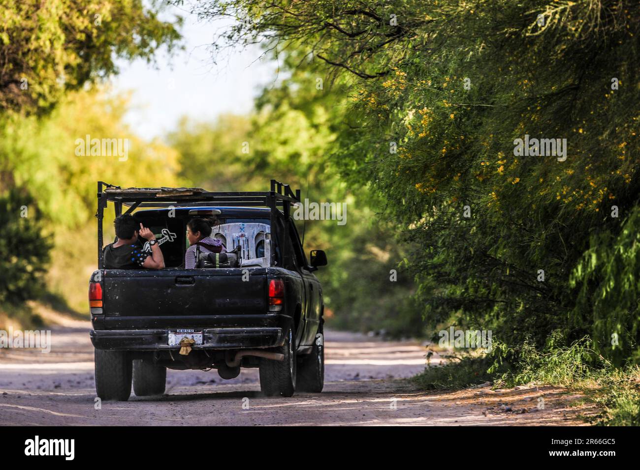 Camino en los arboles hi-res stock photography and images - Alamy