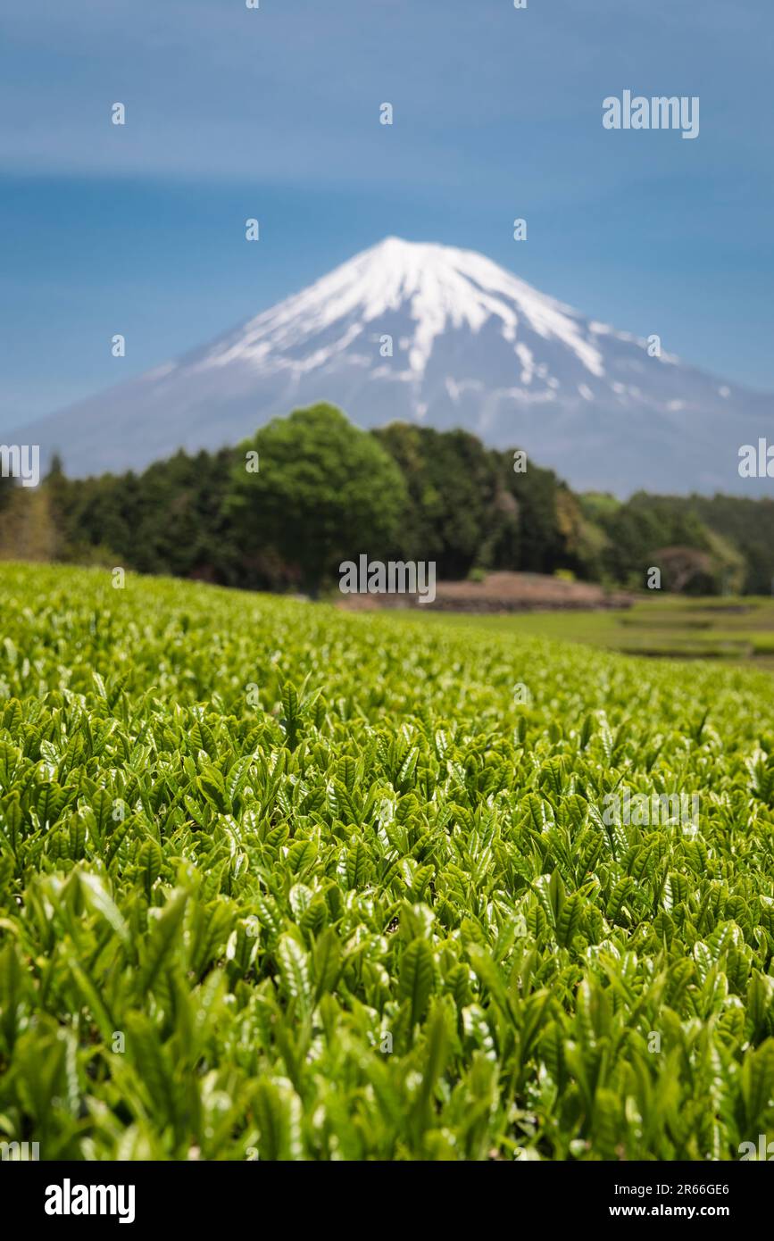 Tea Plantations and Mount Fuji Stock Photo - Alamy