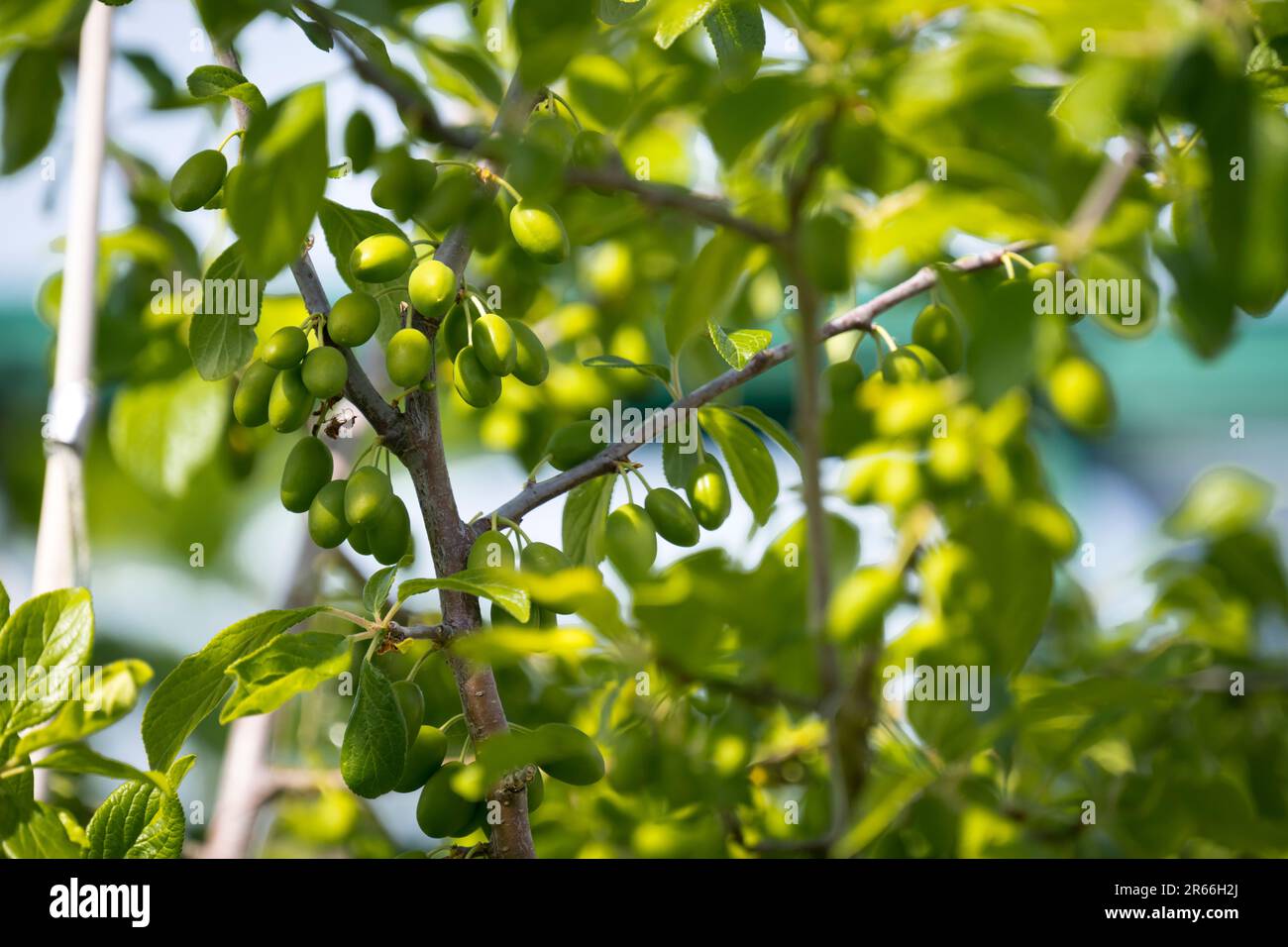 Planting apple seed hi-res stock photography and images - Alamy