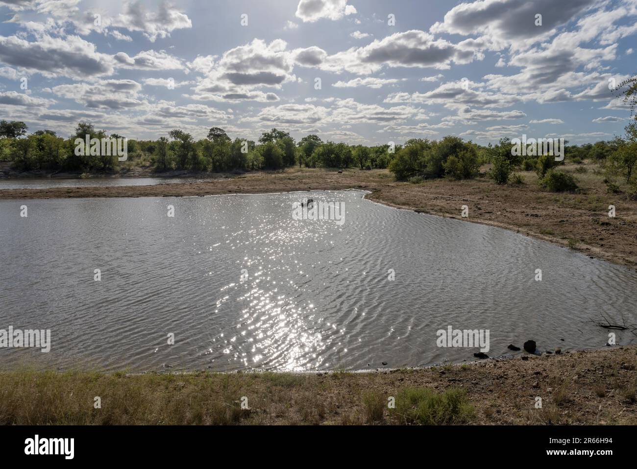 landscape with buffalo in water at lake in shrubland, shot in bright ...