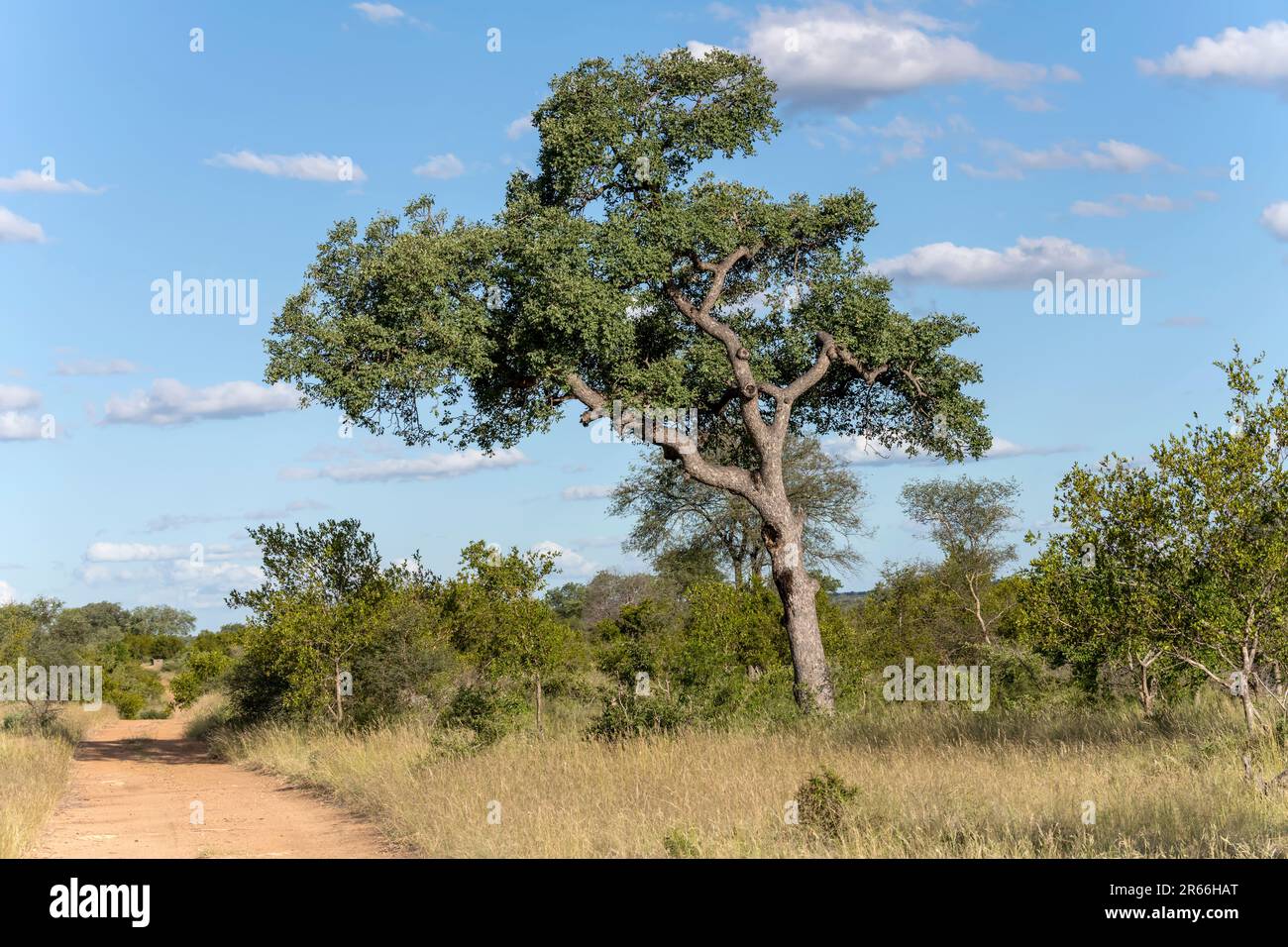 Marula tree hi-res stock photography and images - Alamy