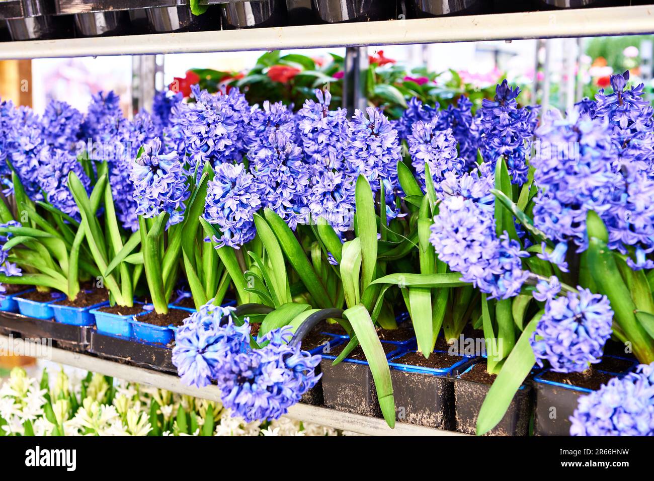 Summer hyacinths hi-res stock photography and images - Alamy