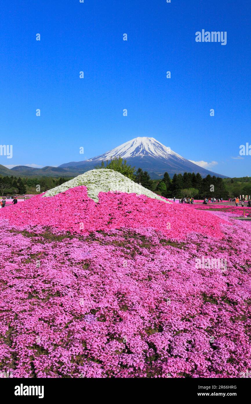 Shiba-zakura at Mt. Fuji Motosuko Resort and Mt.Fuji Stock Photo - Alamy