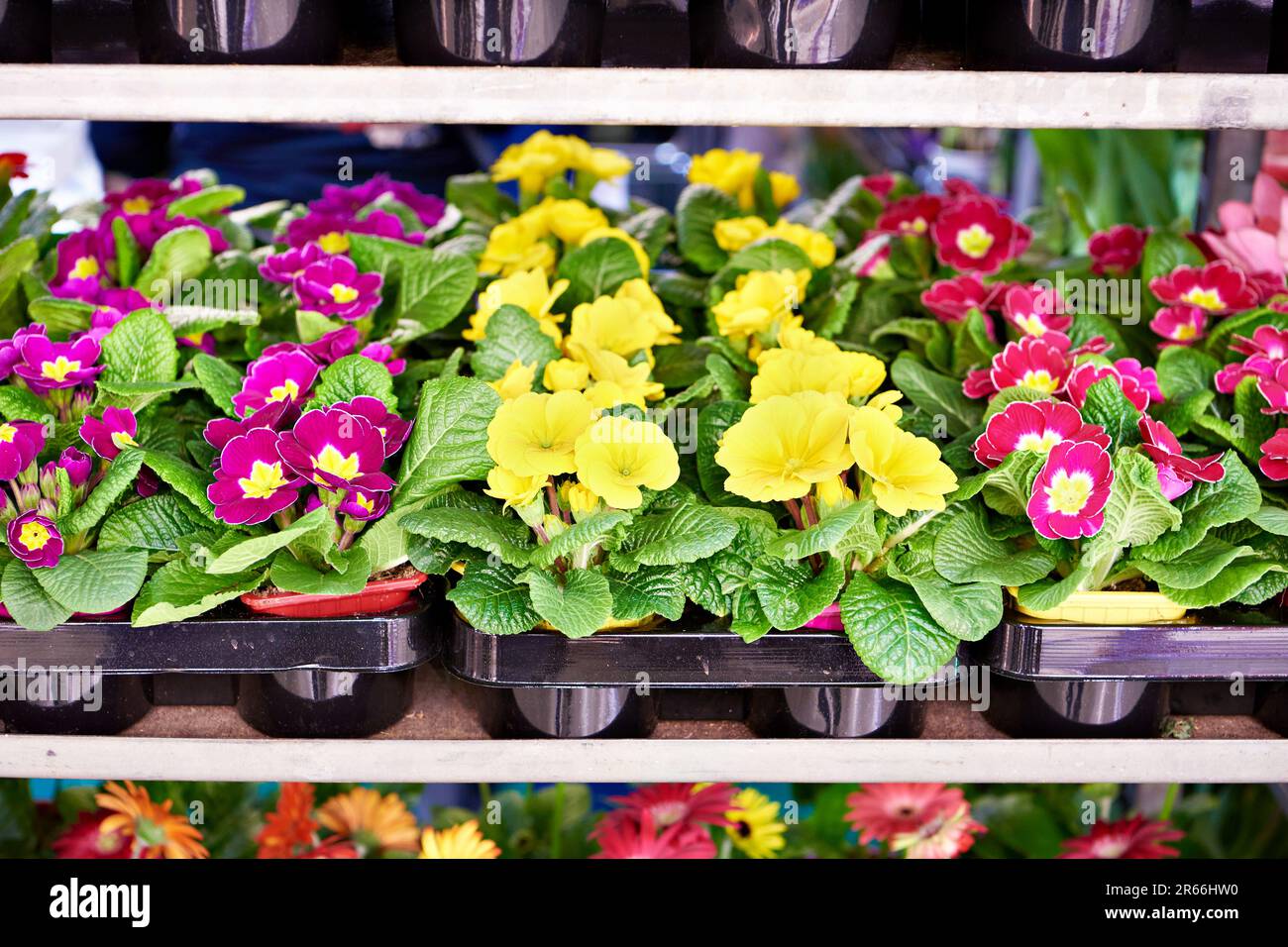 Many flowers primrose in hi-res stock photography and images - Alamy
