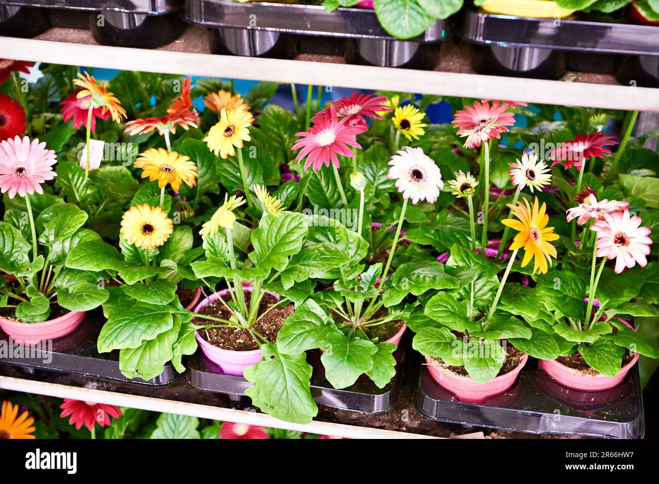 Gerbera flower plant pot hi-res stock photography and images - Alamy