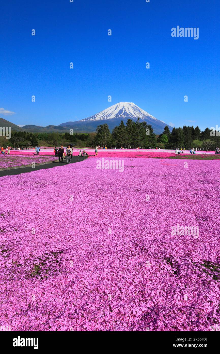 Shiba-zakura at Mt. Fuji Motosuko Resort and Mt.Fuji Stock Photo - Alamy