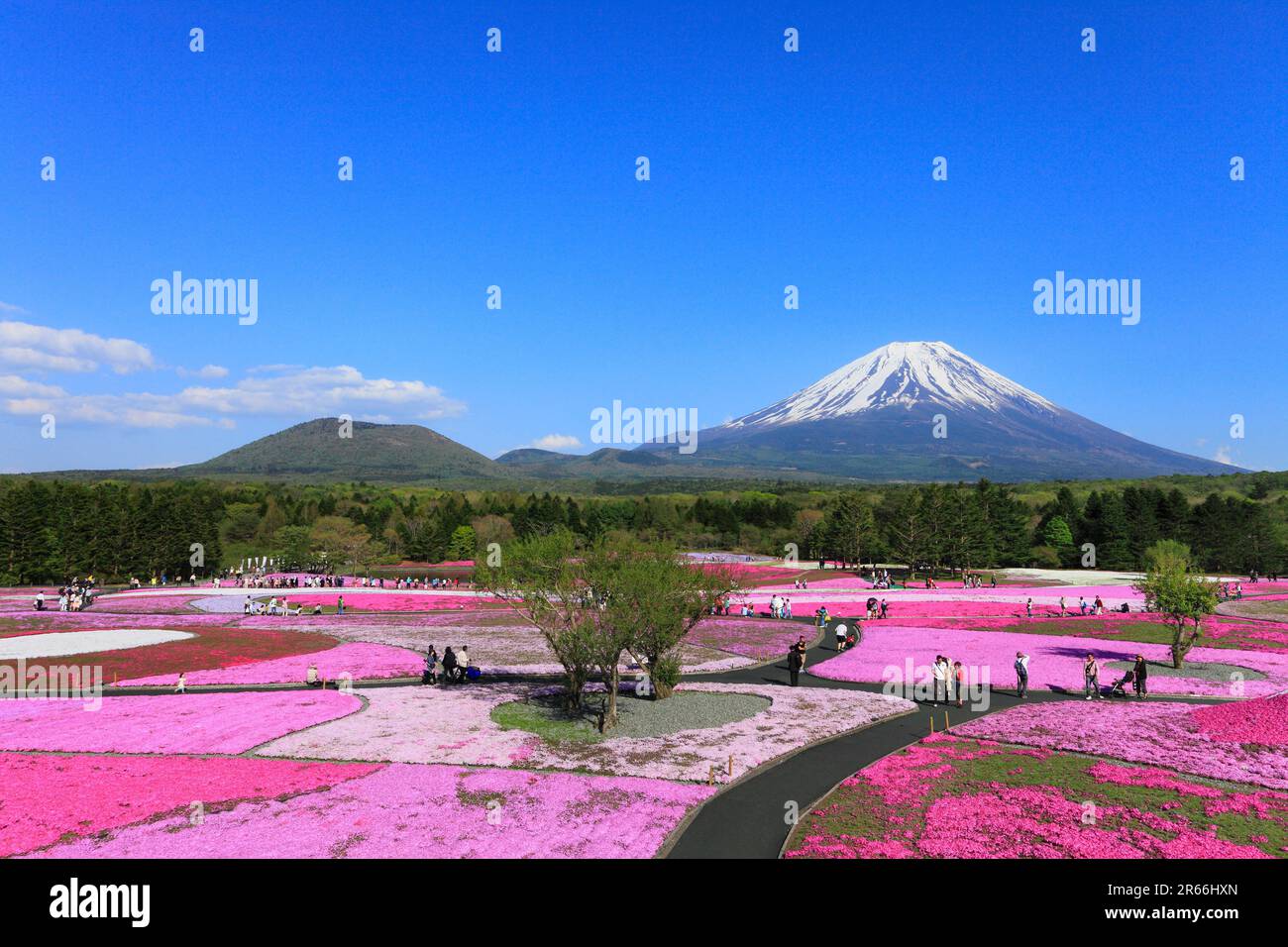 Shiba-zakura at Mt. Fuji Motosuko Resort and Mt.Fuji Stock Photo - Alamy