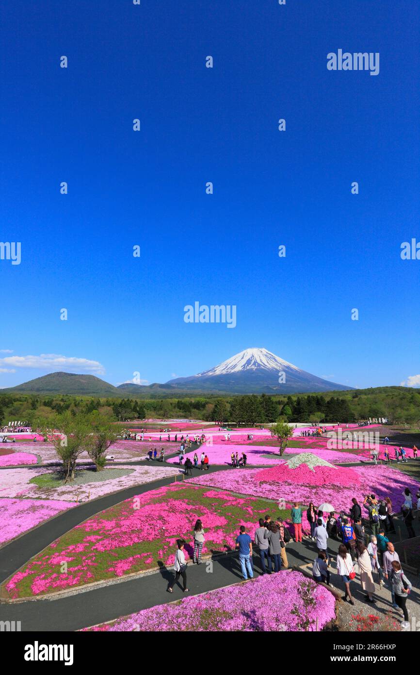 Shiba-zakura at Mt. Fuji Motosuko Resort and Mt.Fuji Stock Photo - Alamy