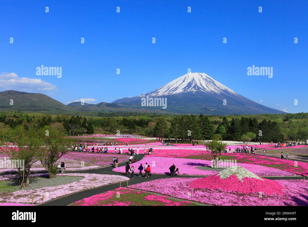Shiba-zakura at Mt. Fuji Motosuko Resort and Mt.Fuji Stock Photo - Alamy