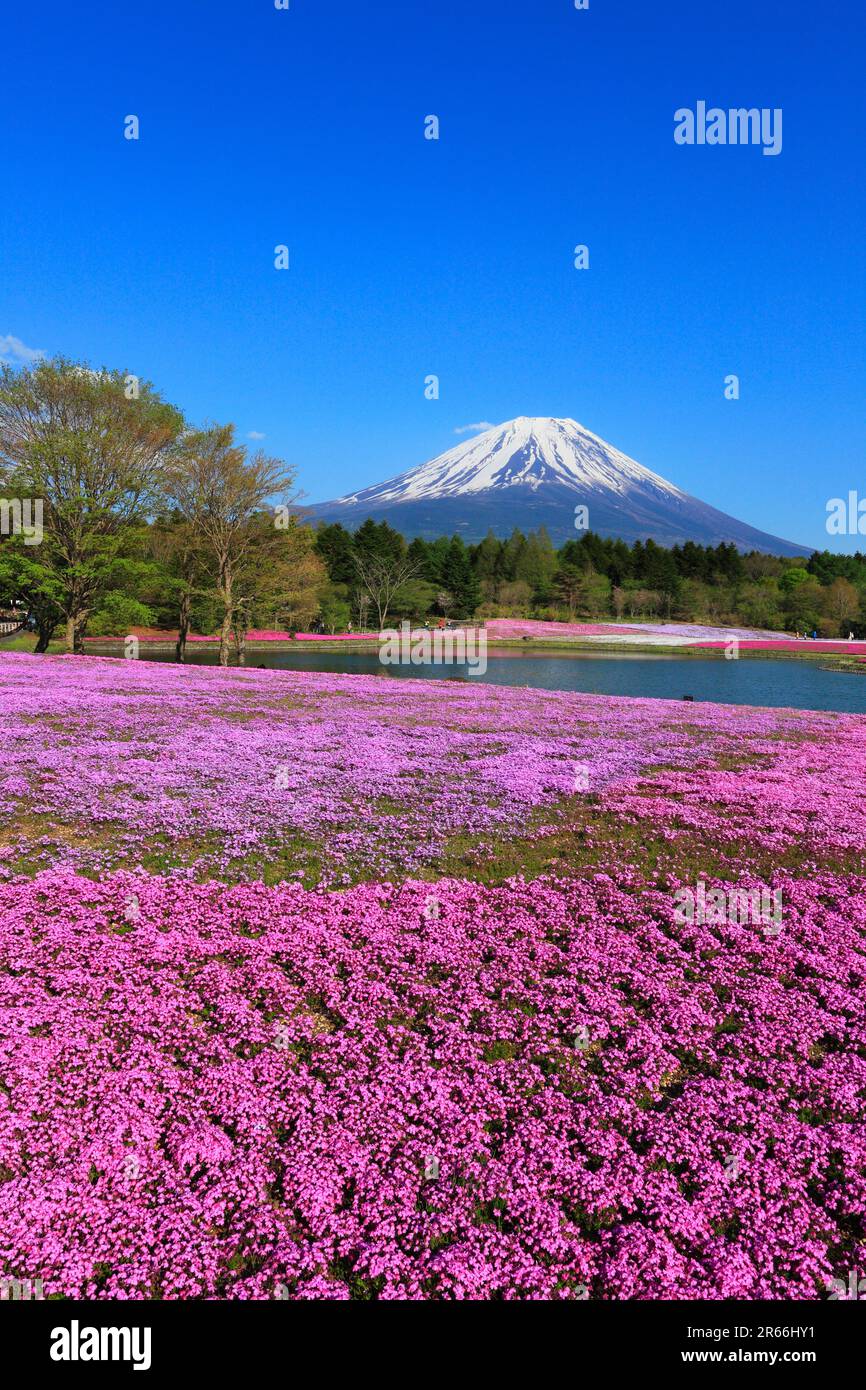 Shiba-zakura at Mt. Fuji Motosuko Resort and Mt.Fuji Stock Photo - Alamy