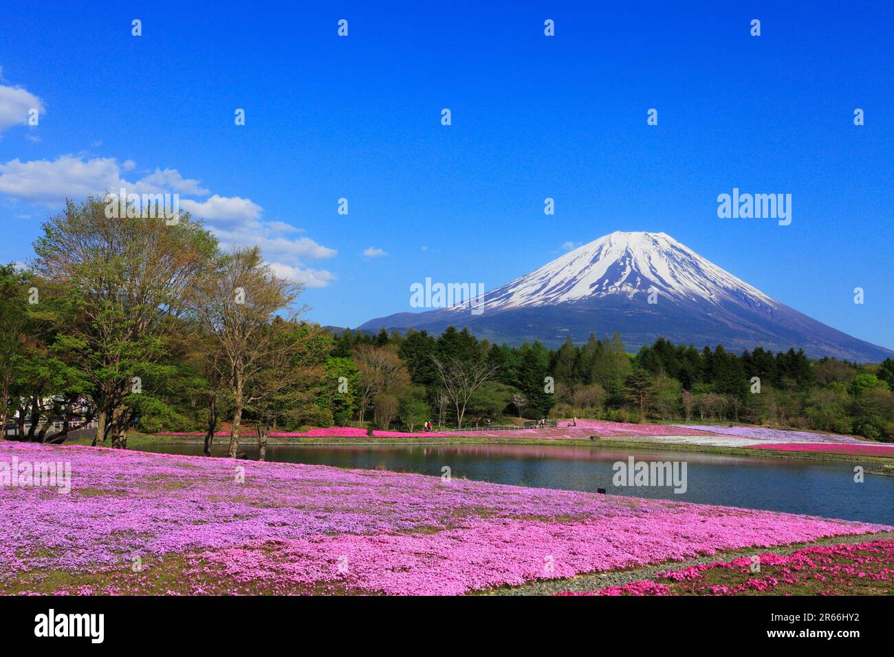 Shiba-zakura at Mt. Fuji Motosuko Resort and Mt.Fuji Stock Photo - Alamy