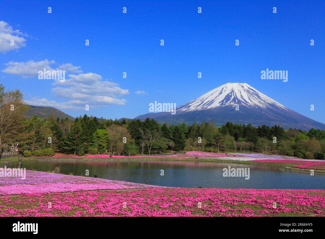 Shiba-zakura at Mt. Fuji Motosuko Resort and Mt.Fuji Stock Photo - Alamy