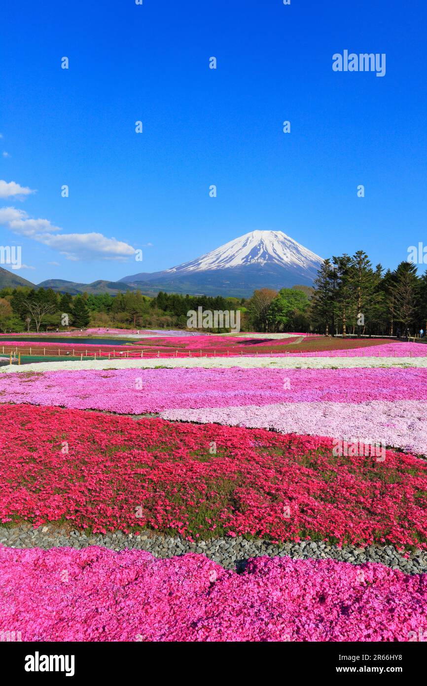Shiba-zakura at Mt. Fuji Motosuko Resort and Mt.Fuji Stock Photo - Alamy