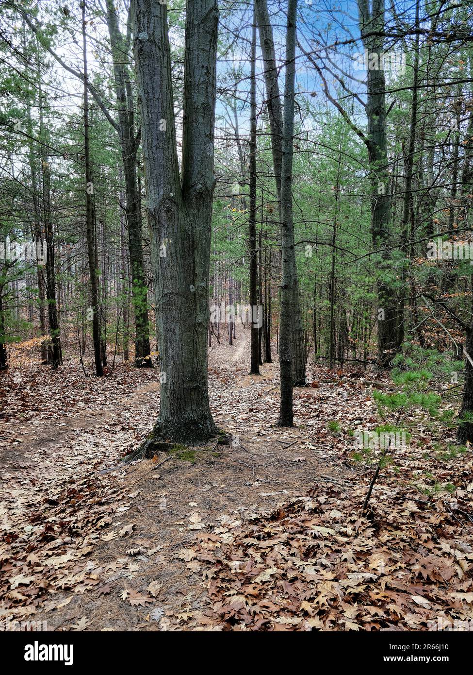 Path in autumn wood hi-res stock photography and images - Alamy