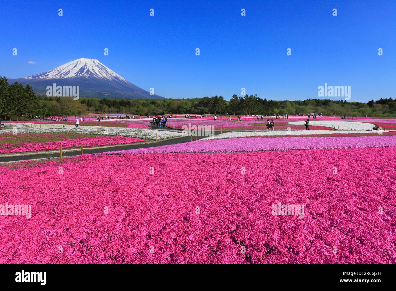 Shiba-zakura at Mt. Fuji Motosuko Resort and Mt.Fuji Stock Photo - Alamy