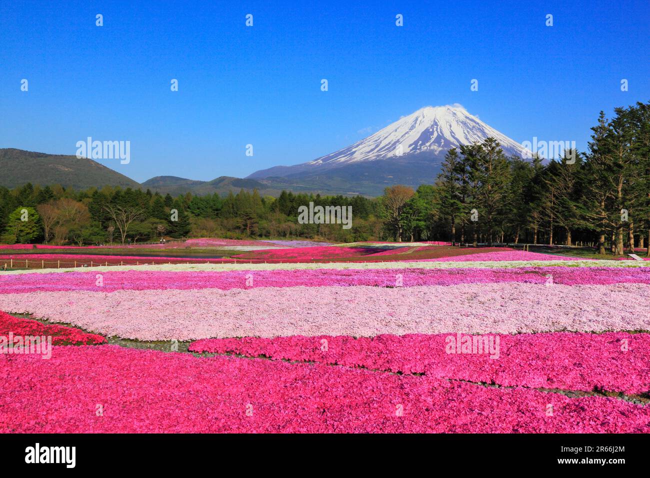Shiba-zakura at Mt. Fuji Motosuko Resort and Mt.Fuji Stock Photo - Alamy