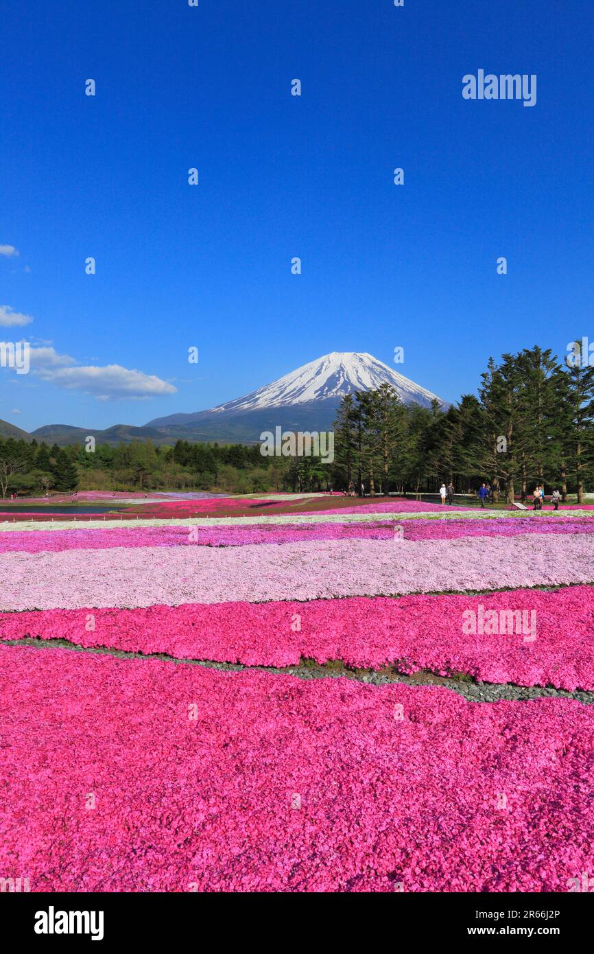 Shiba-zakura at Mt. Fuji Motosuko Resort and Mt.Fuji Stock Photo - Alamy