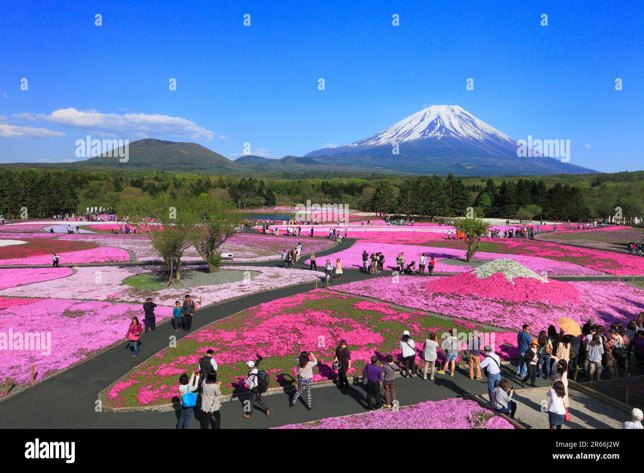 Shiba-zakura at Mt. Fuji Motosuko Resort and Mt.Fuji Stock Photo - Alamy