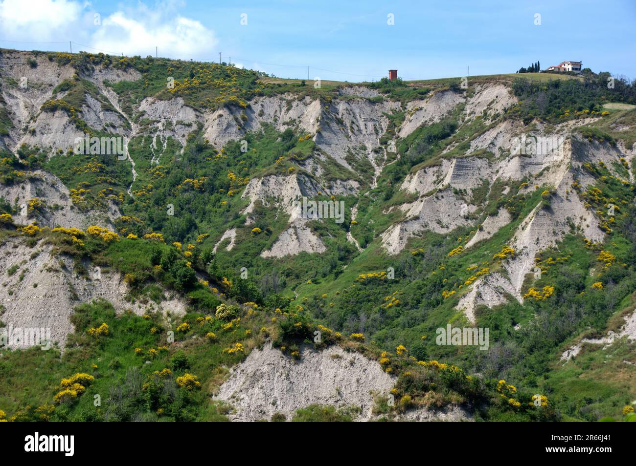 calanchi e ginestre fiorite Stock Photo - Alamy