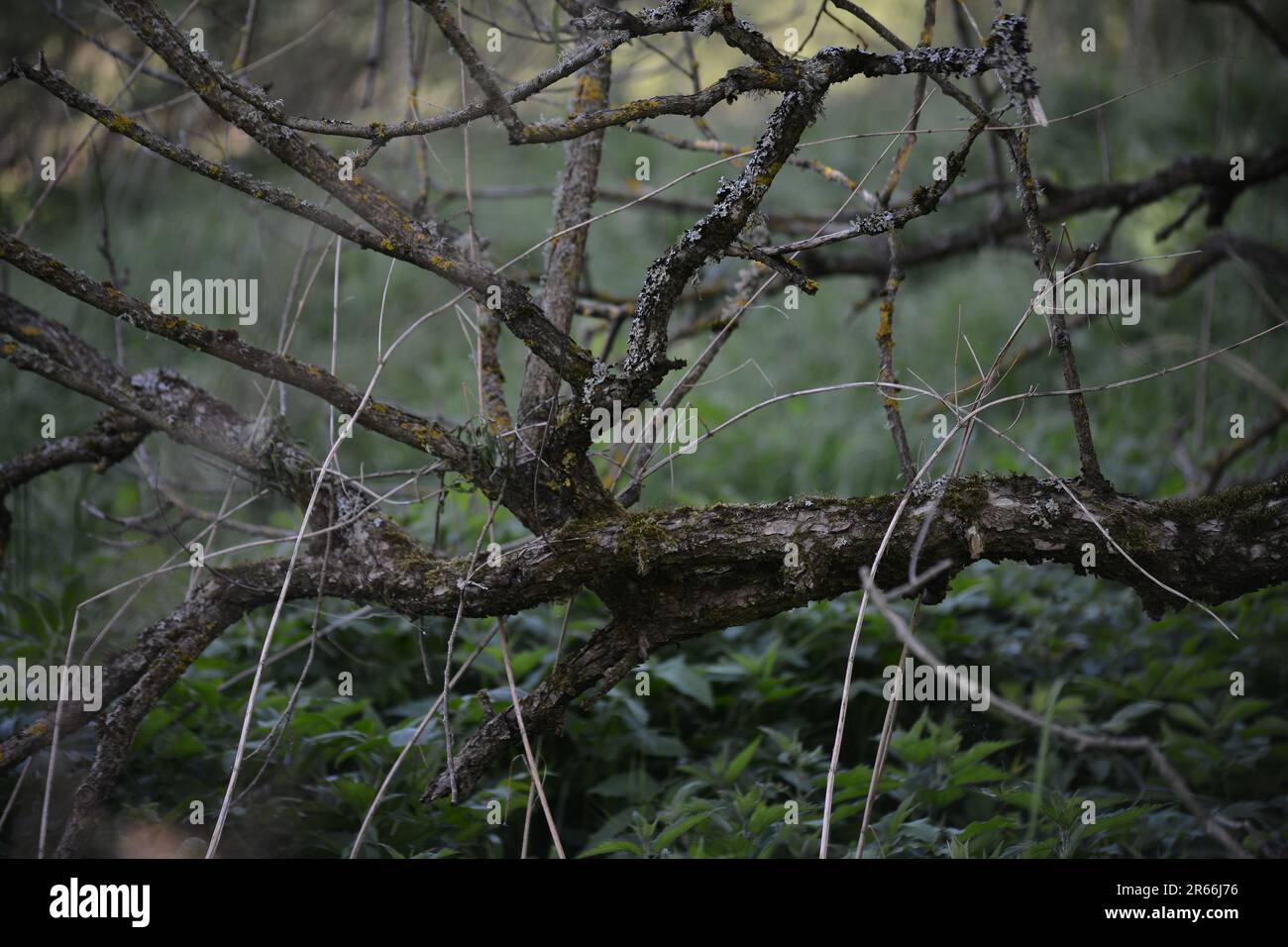 Broken branch of the tree lying on a ground Stock Photo - Alamy