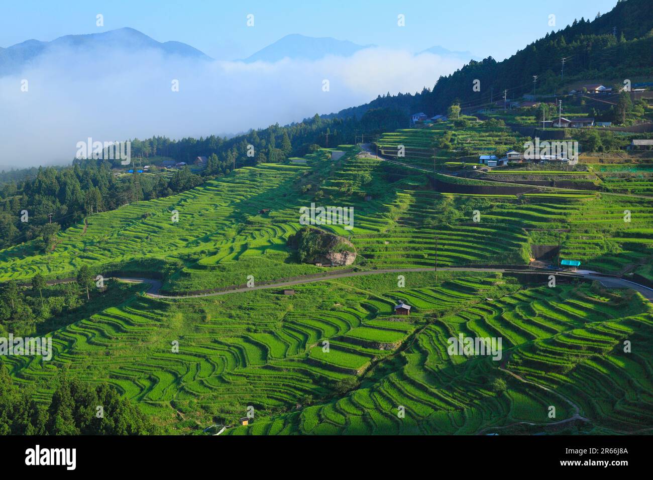 Maruyama rice terrace Stock Photo - Alamy